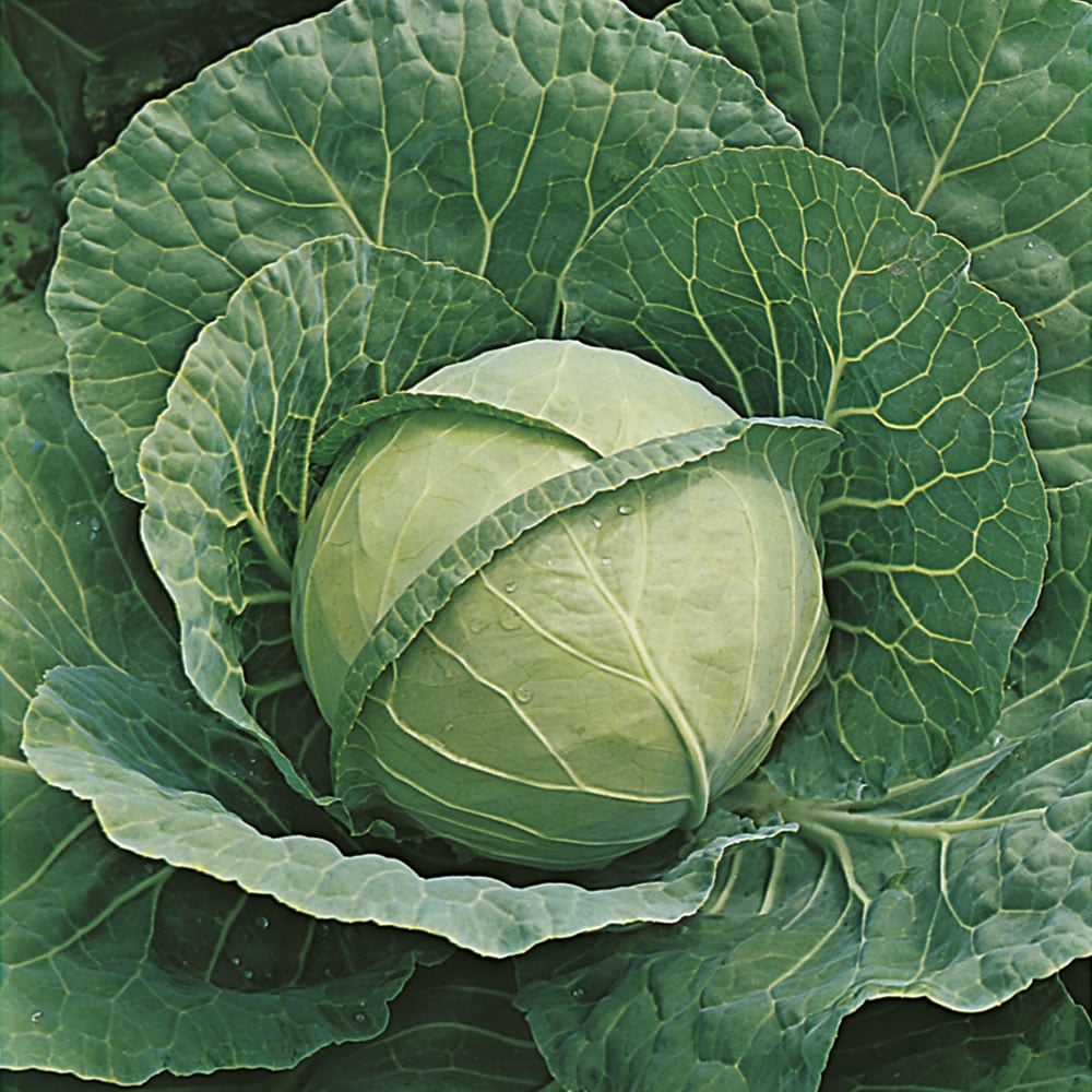 Johnsons Cabbage Seeds – HimalayanSpices