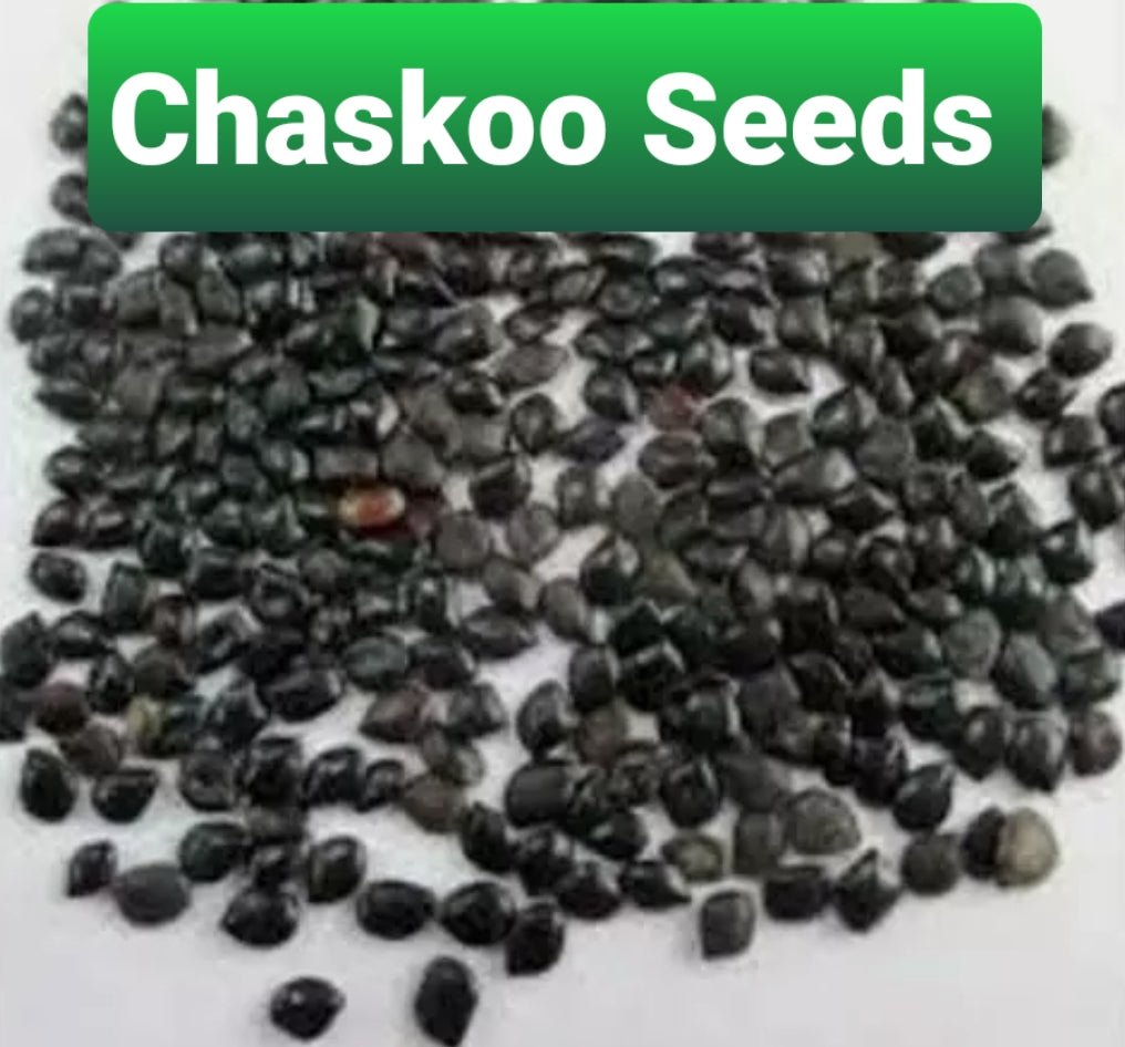 Chaskoo Seeds / Chasko / Chasku Cassia absus – HimalayanSpices